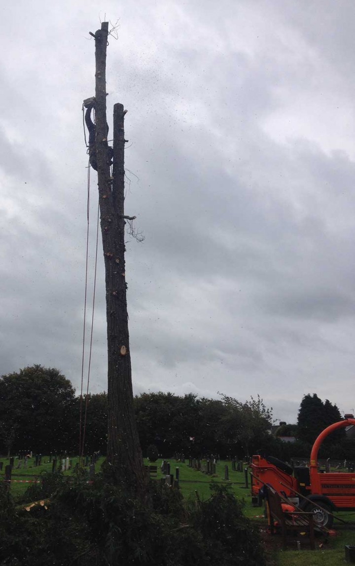 Arb-services2 - JV Tree Services